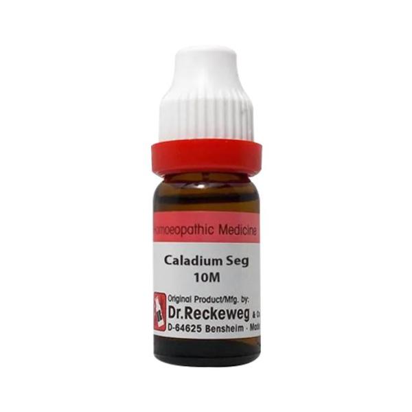 Dr. Reckeweg Caladium Seguinum 10M Liquid 11 ml online at best price ...